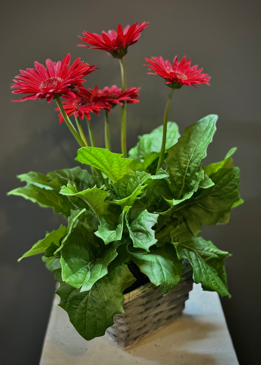 Potted Gerbera Plant – Hart's Florist