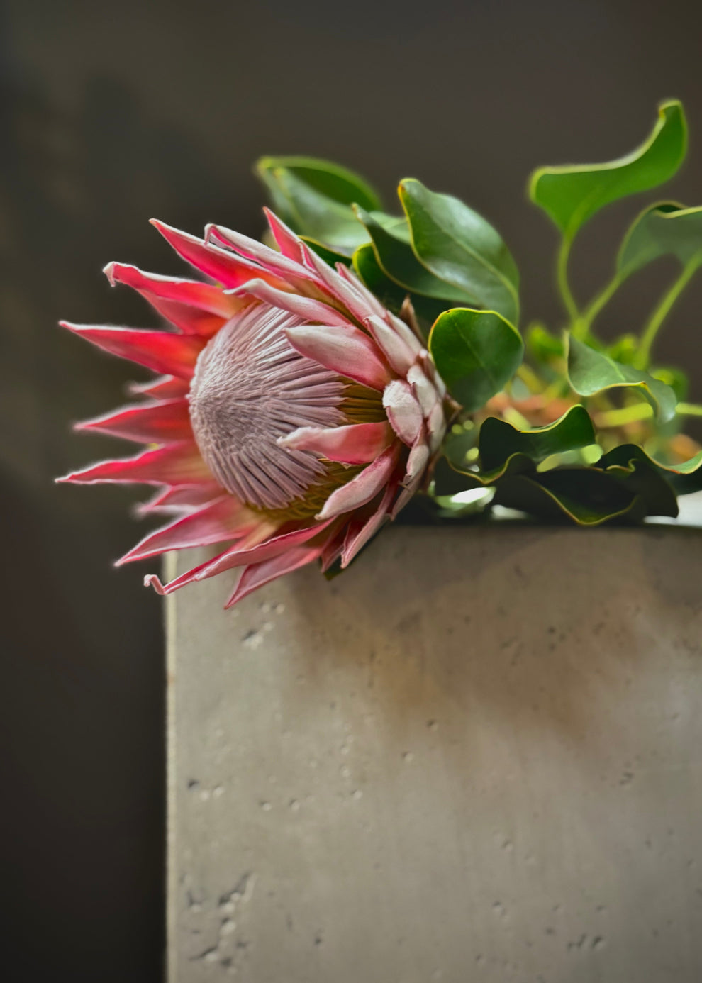Pink King Protea (Single) - Native Flowers Brisbane – Hart's Florist