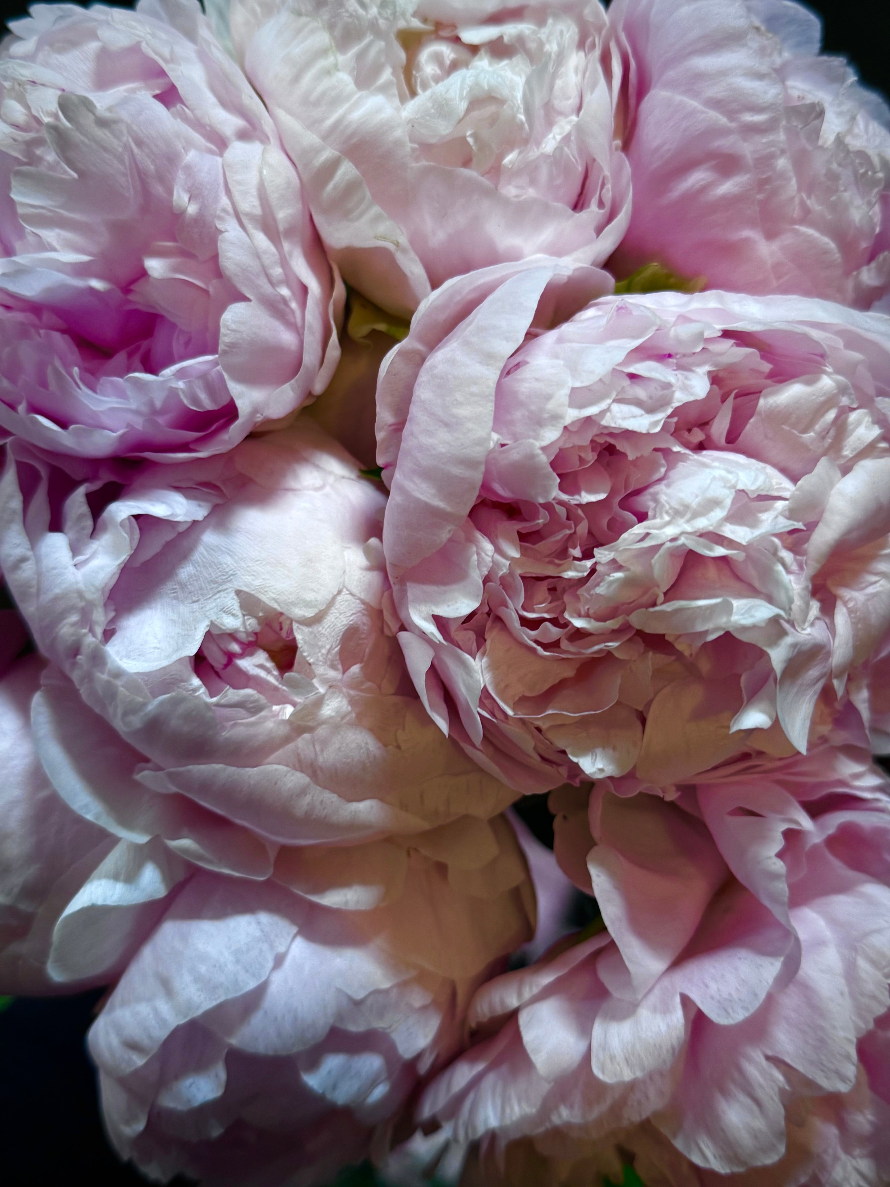 Pink Peonies (Bunch) – Hart's Florist